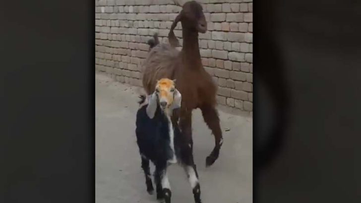 Las cabras bailando funky que se han hecho virales | SectorViral